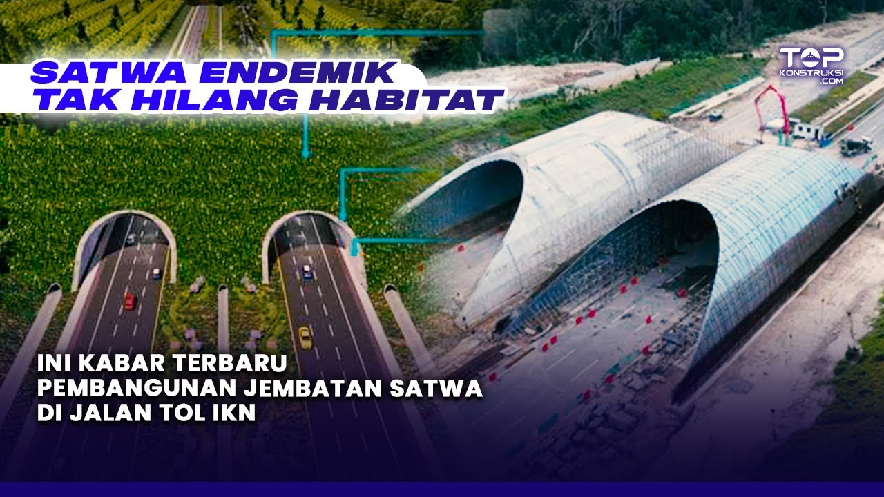 IKN TERKINI ! Kabar Terbaru JEMBATAN SATWA di Jalan Tol IKN, Tak Perlu Khawatir SATWA Hilang ...